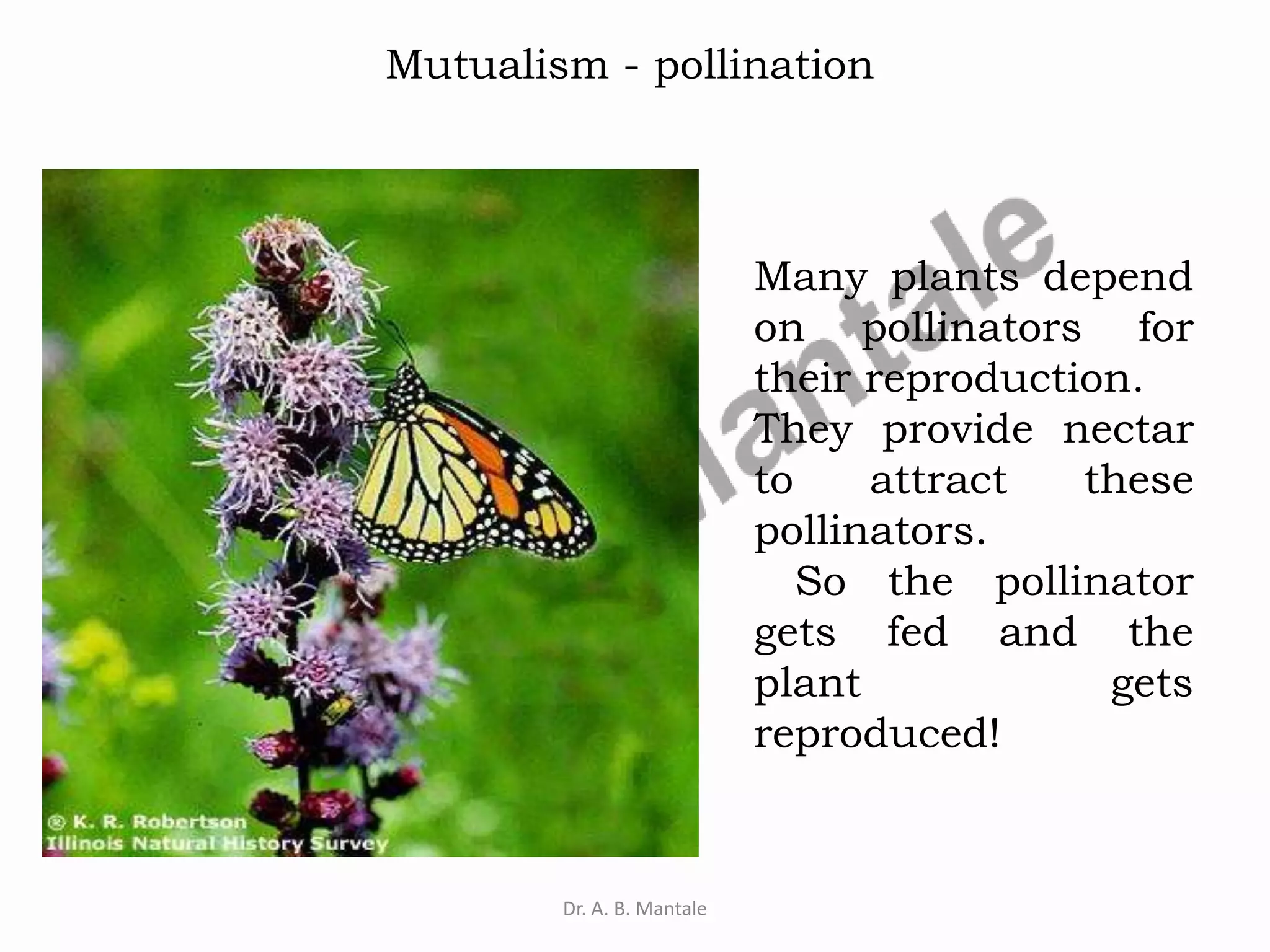 Mutualism | PPTX