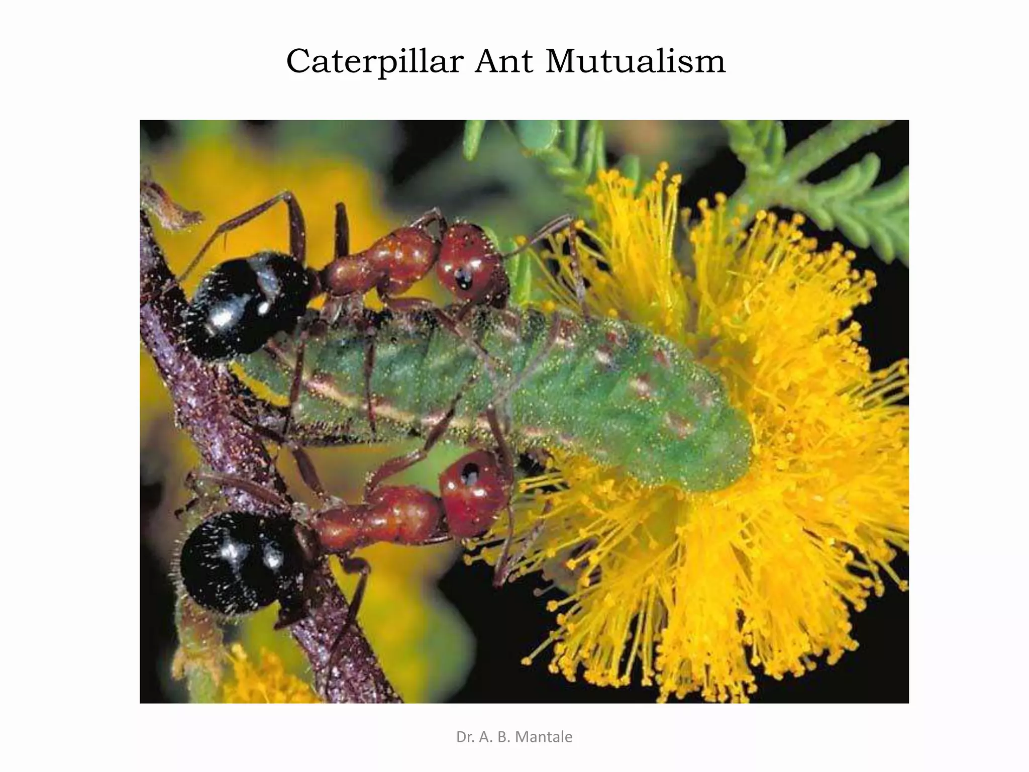 Mutualism | PPTX