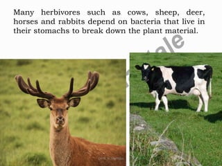 Mutualism | PPTX