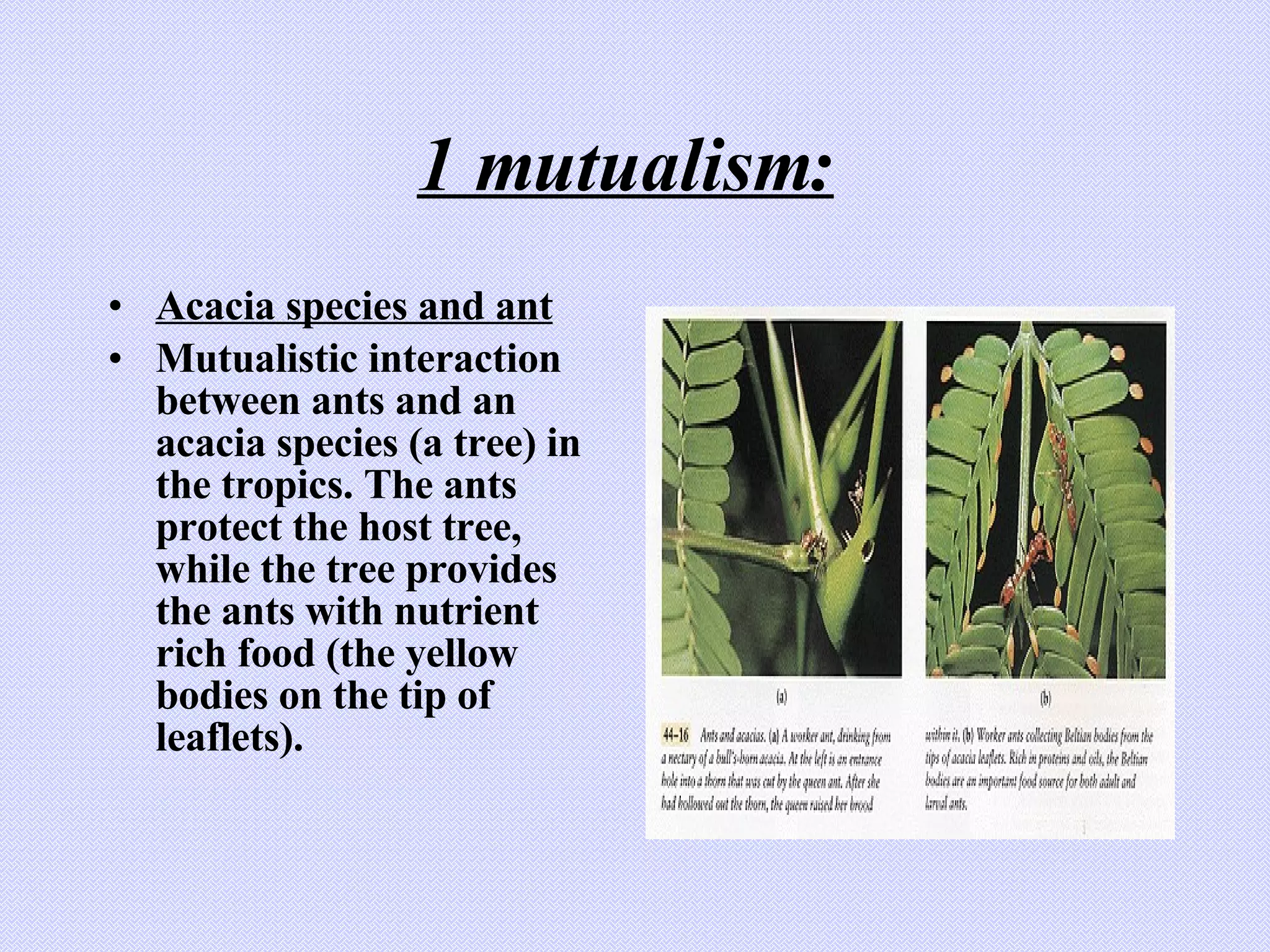 Mutualism Parasitism | PPT
