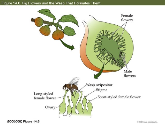 Mutualism and commensalism