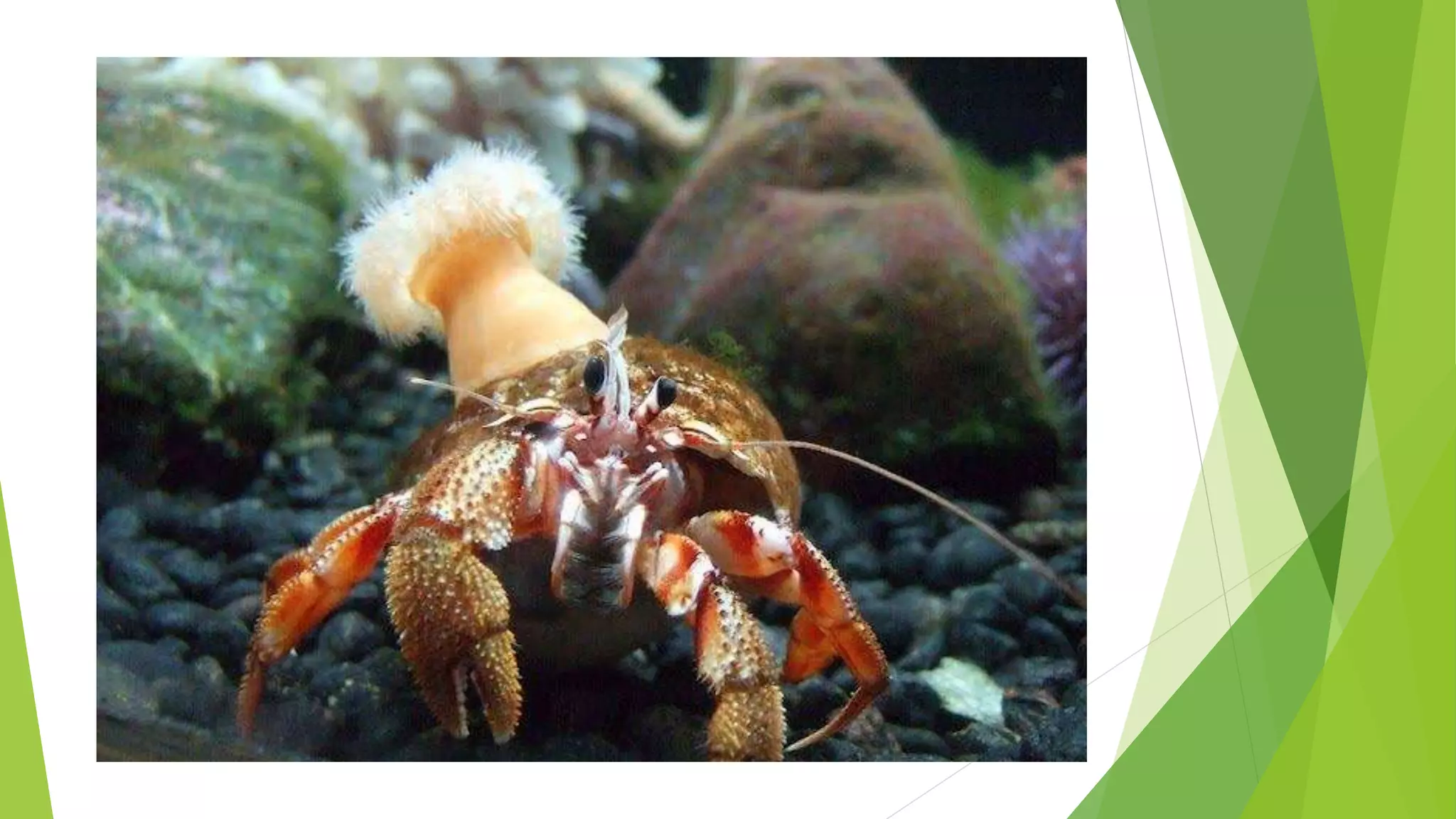 Mutualismo e Protocooperação.pptx