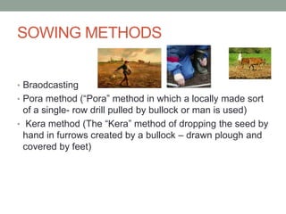 production technology of millet | PPTX