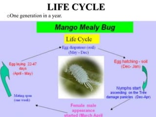 Mealy Bugs Life Cycle