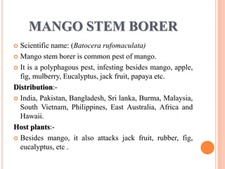pests of mango | PPTX