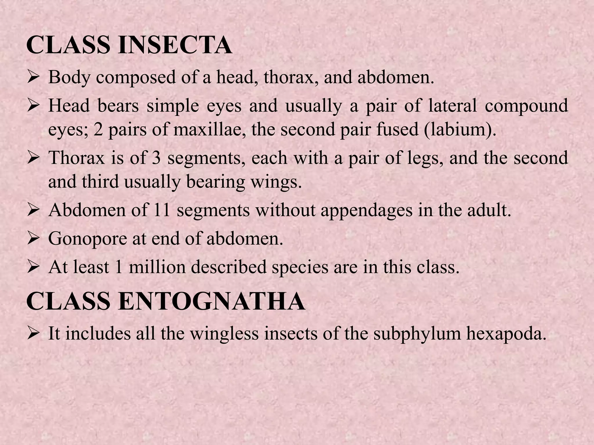 arthropod phylogeny and classification | PPTX