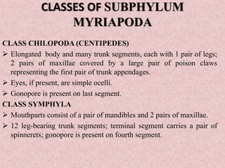 arthropod phylogeny and classification | PPT