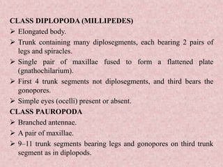 arthropod phylogeny and classification | PPTX