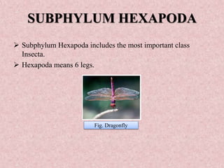 arthropod phylogeny and classification | PPTX
