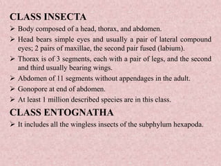 arthropod phylogeny and classification | PPTX