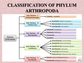 arthropod phylogeny and classification | PPTX