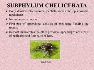 arthropod phylogeny and classification | PPT