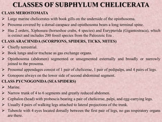 arthropod phylogeny and classification | PPT