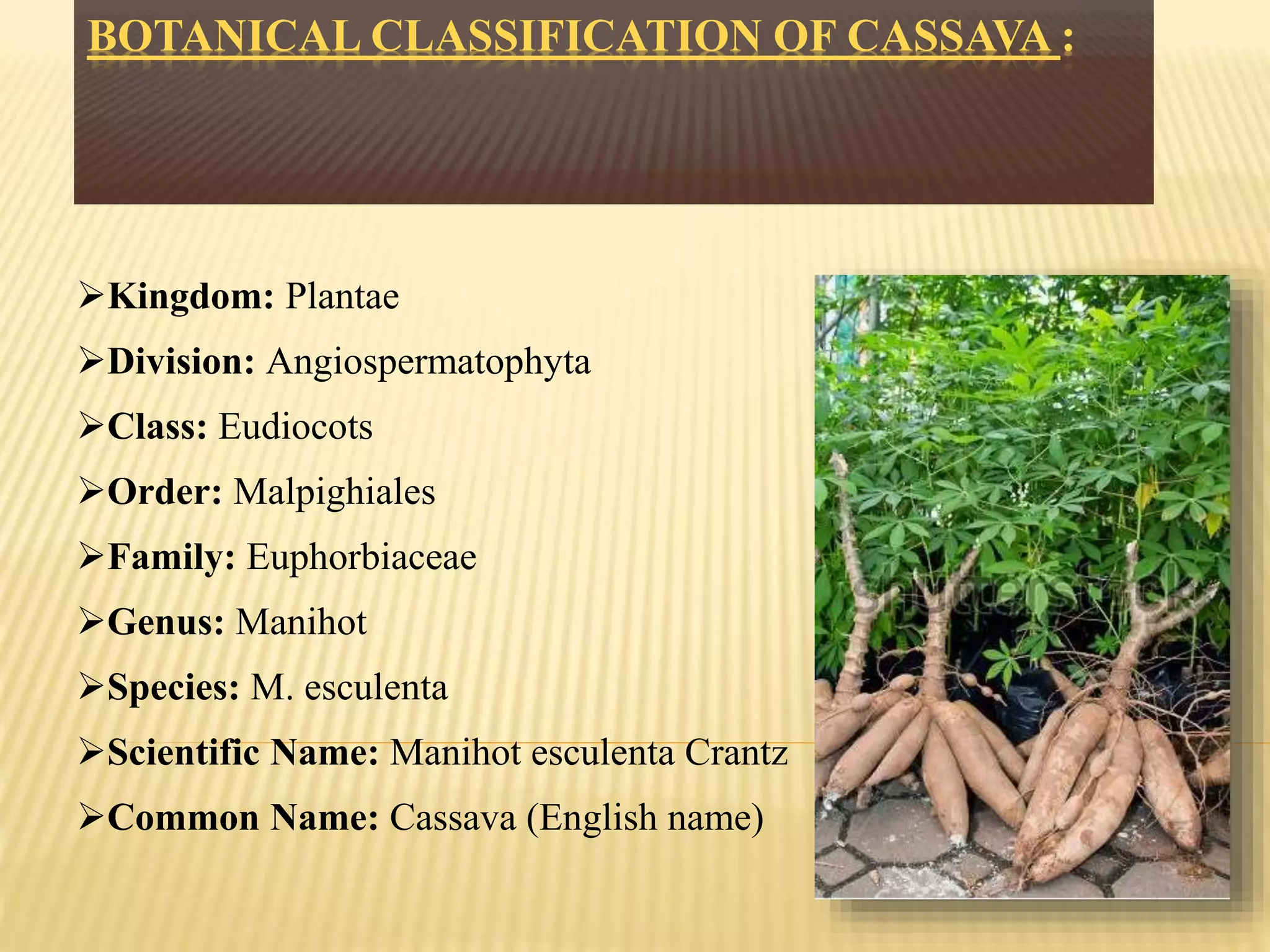Cassava Flour : Utilization in Food | PPTX