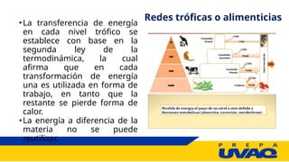 REDES_TROFICAS.pptx biomas redes | PPTX