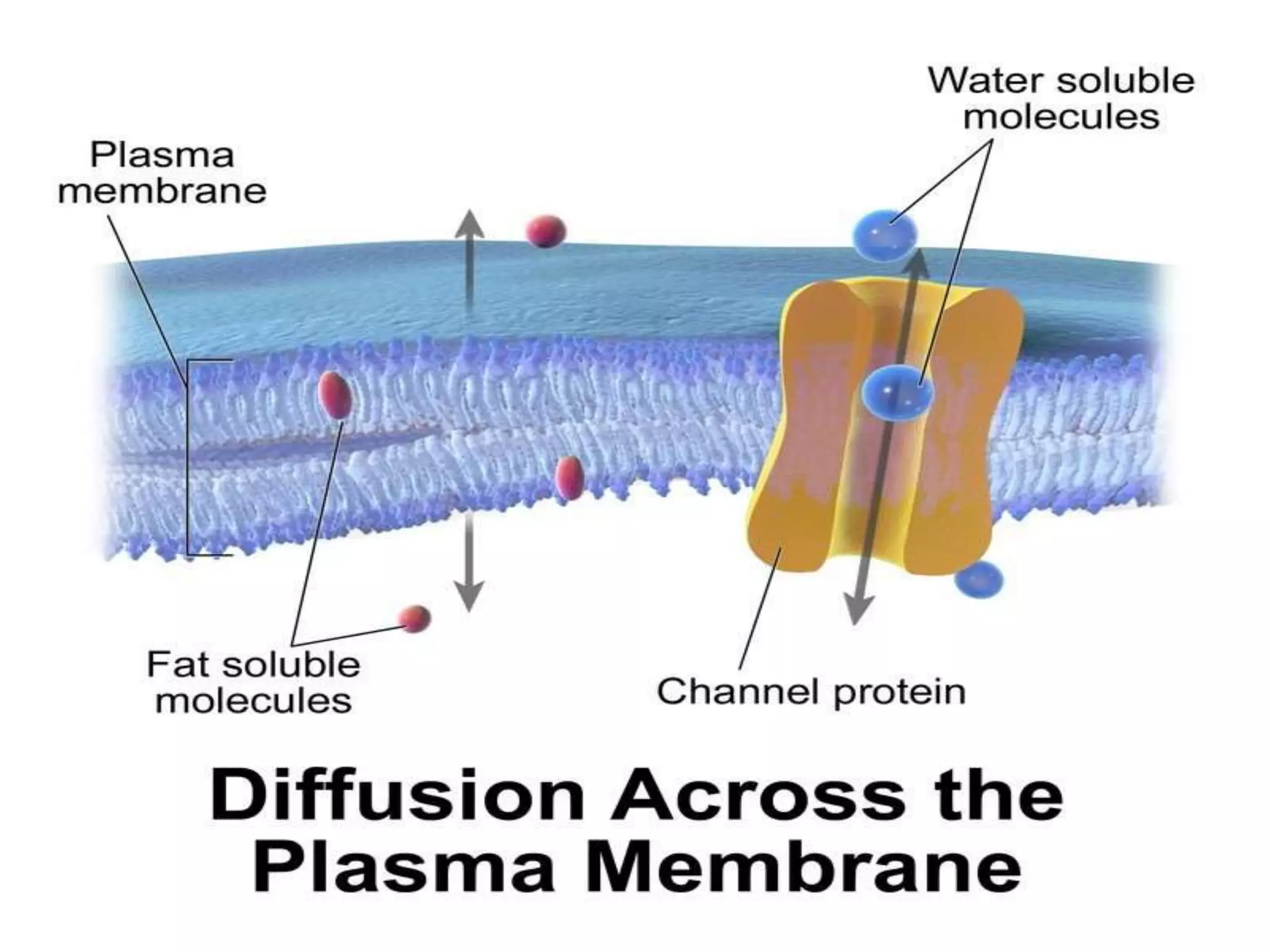 MV MLT 102 UNIT 1-STRUCTURE AND FUCTION OF CELL MEMBRANE.pptx