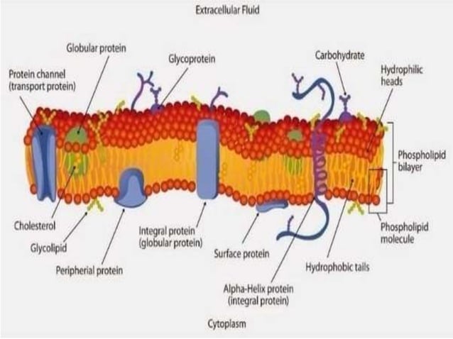 MV MLT 102 UNIT 1-STRUCTURE AND FUCTION OF CELL MEMBRANE.pptx