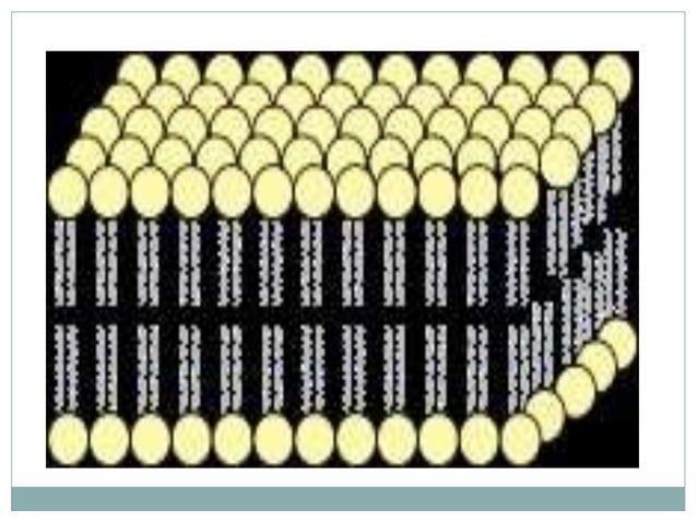 MV MLT 102 UNIT 1-STRUCTURE AND FUCTION OF CELL MEMBRANE.pptx