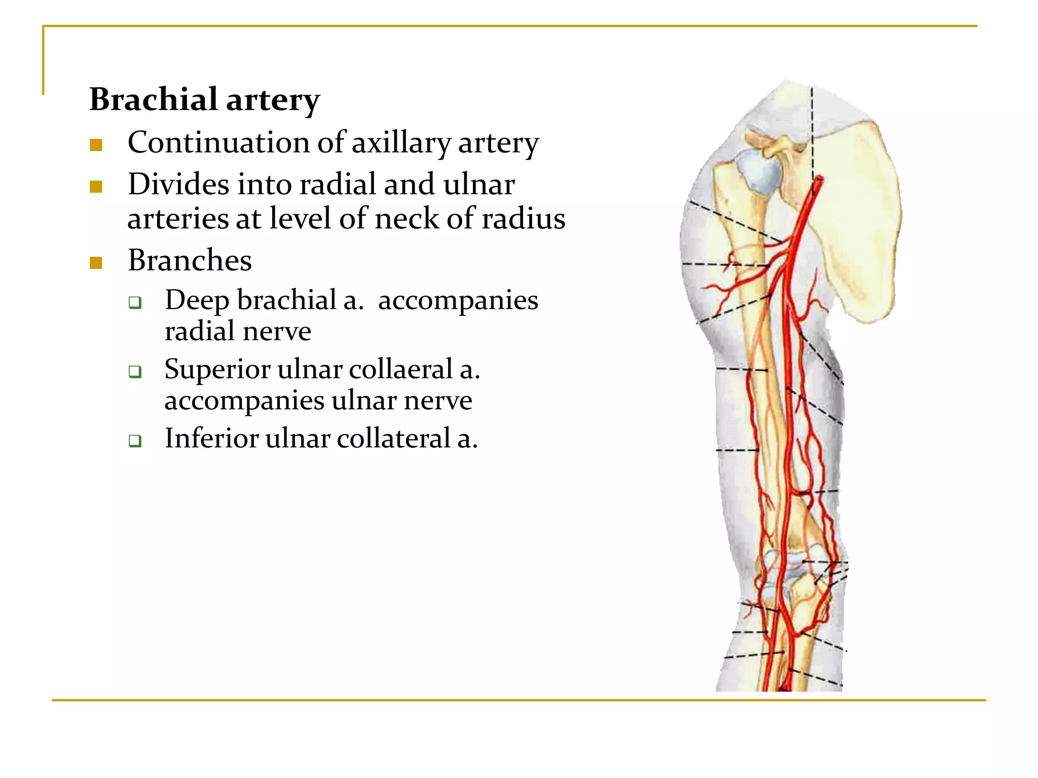 The_upper_limb_lecture_1.pdf