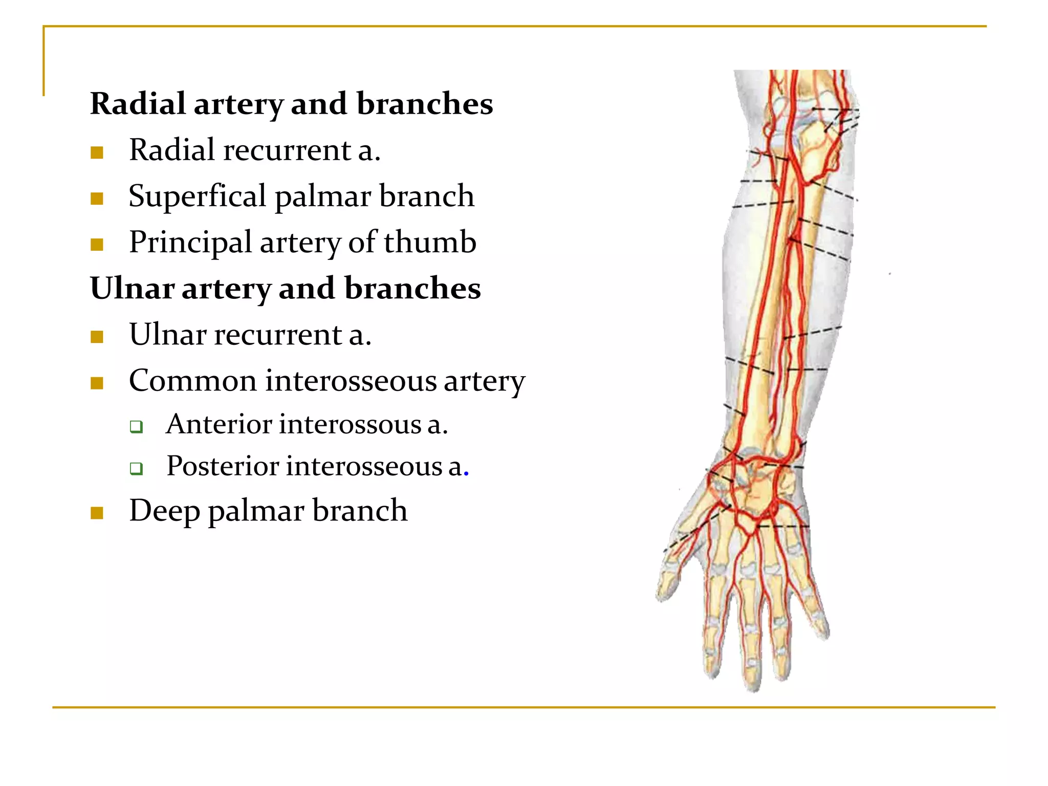 The_upper_limb_lecture_1.pdf