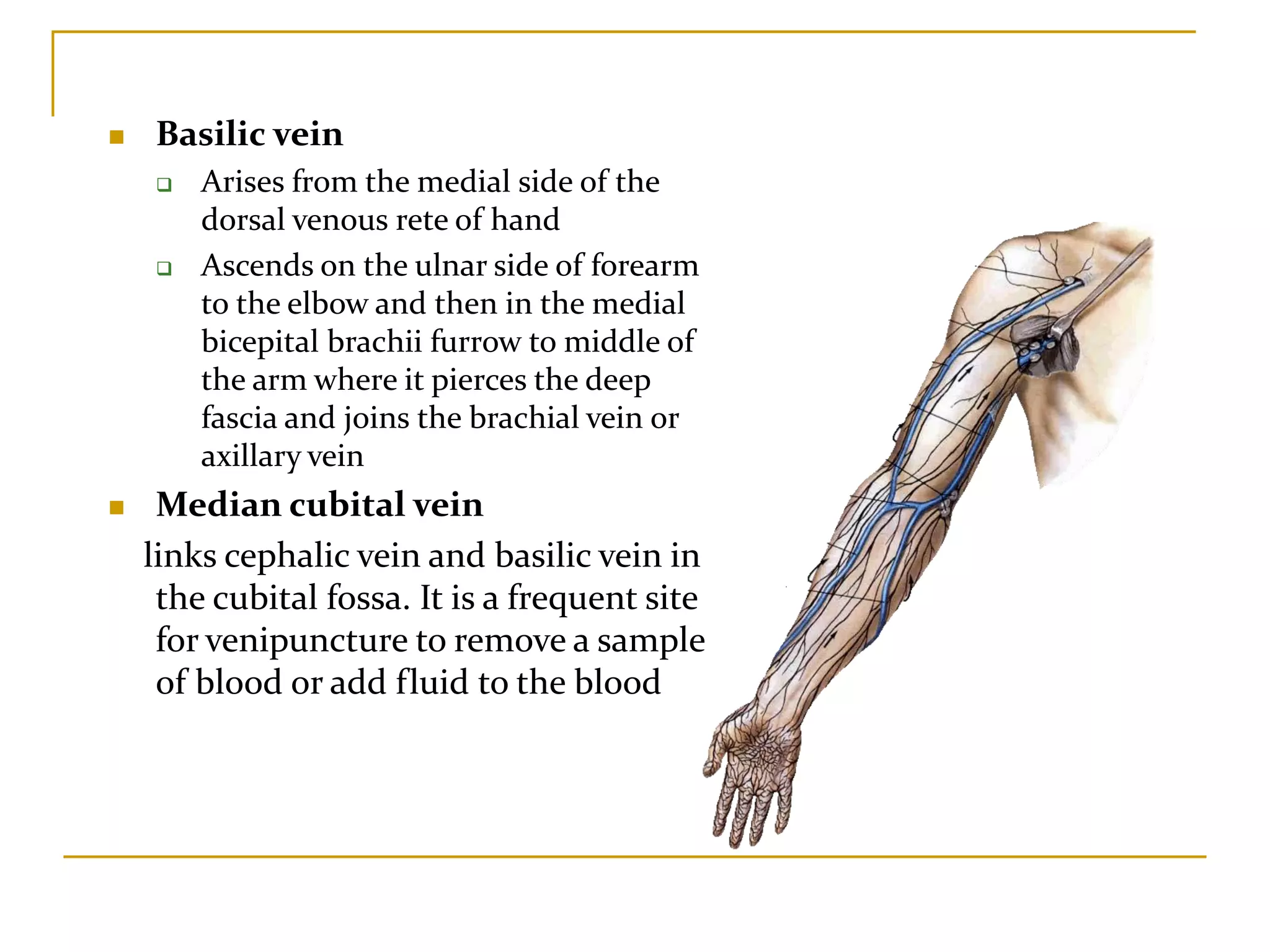 The_upper_limb_lecture_1.pdf
