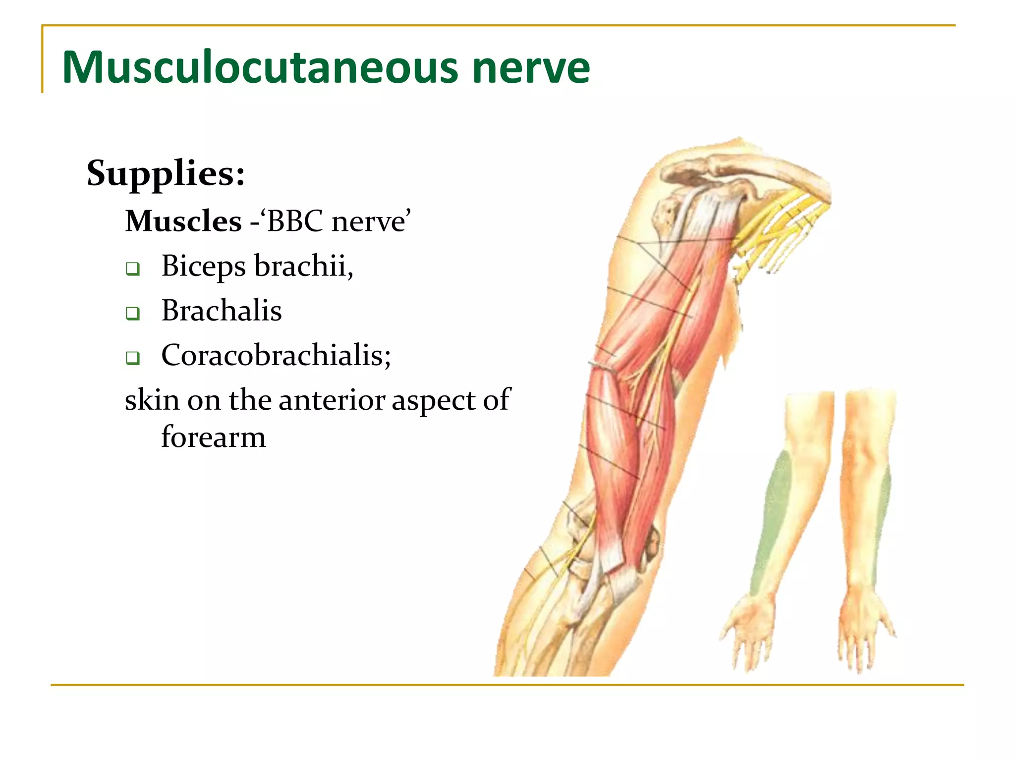 The_upper_limb_lecture_1.pdf