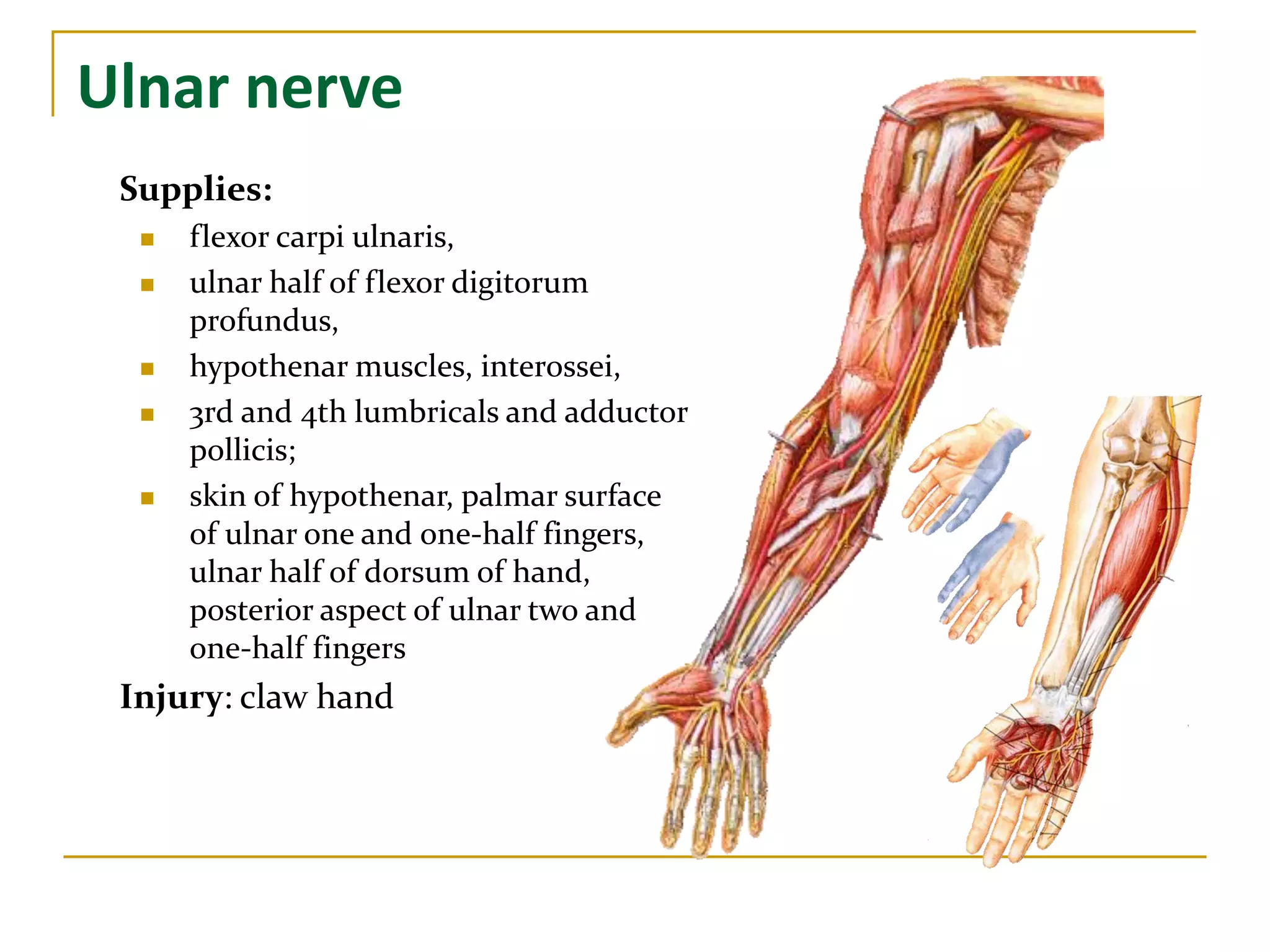 The_upper_limb_lecture_1.pdf