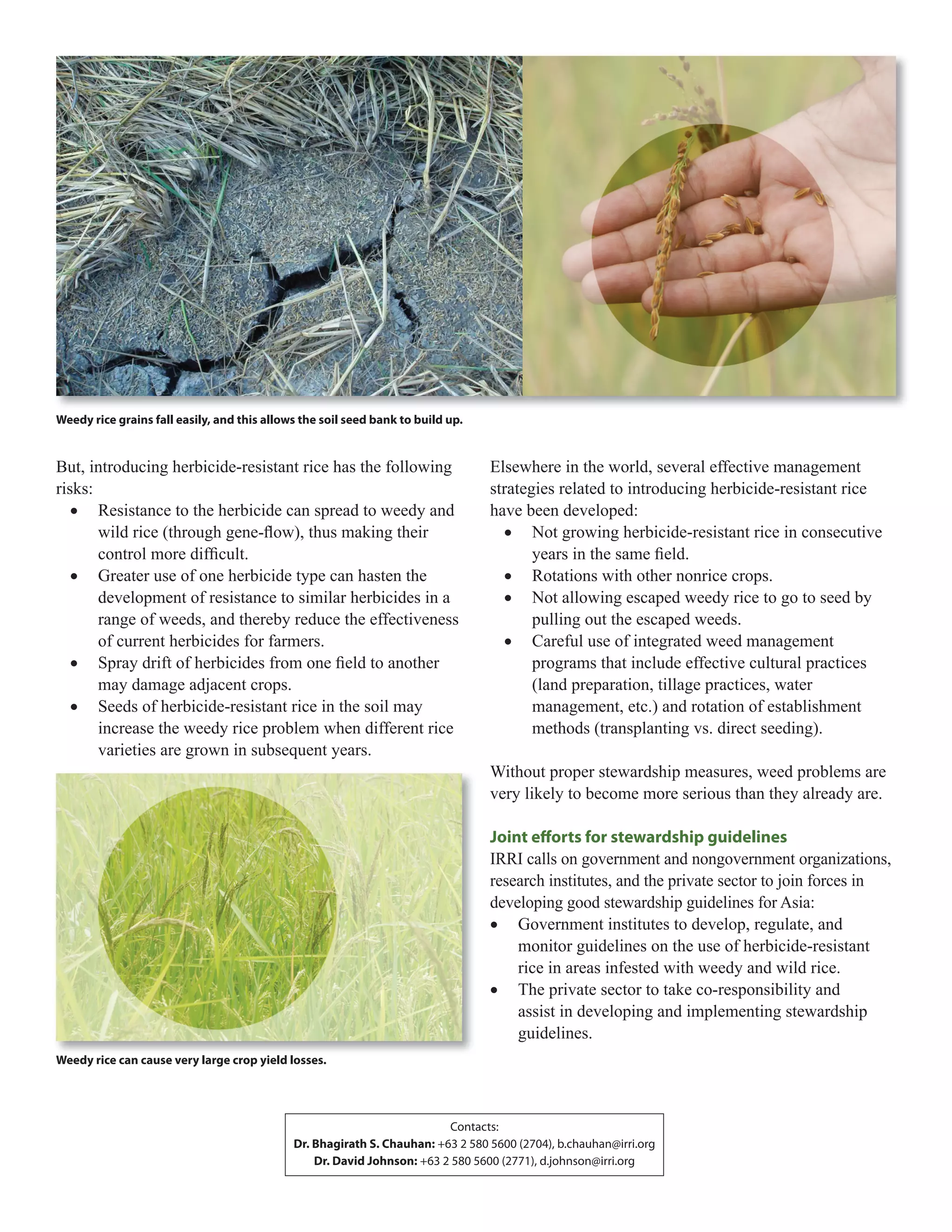 Stewardship guidelines for Herbicide-resistant rice | PDF