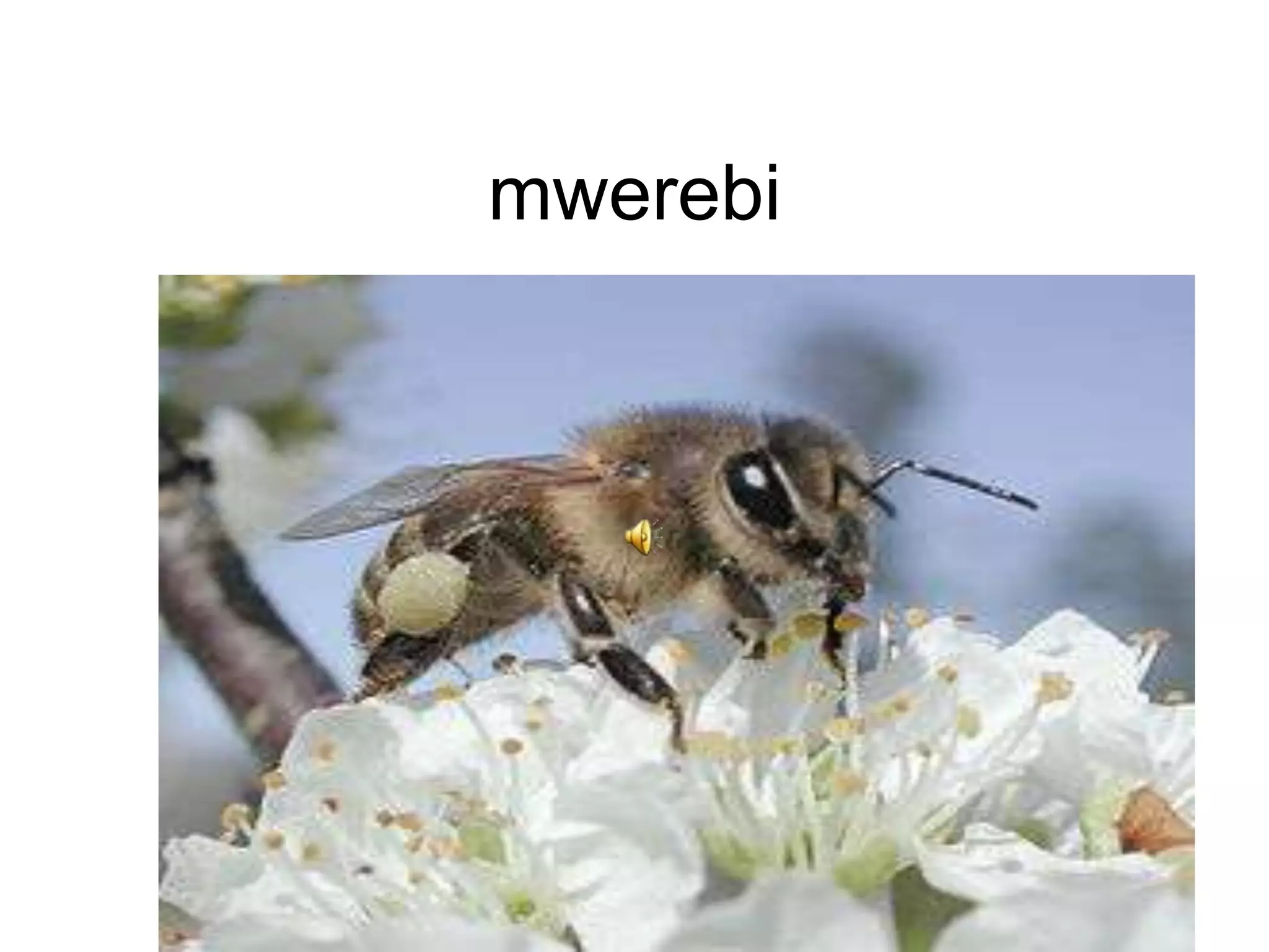 Mwerebi | PPTX