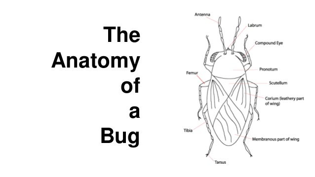 Anatomy of a bug