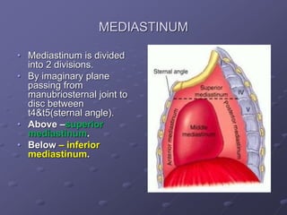 Mediastinum | PPT