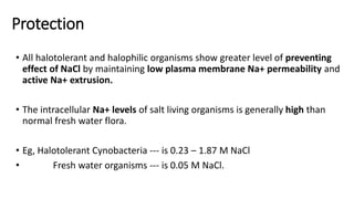 Halophiles : Adaptive strategies | PPTX