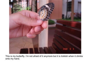 My Butterfly! | PPT