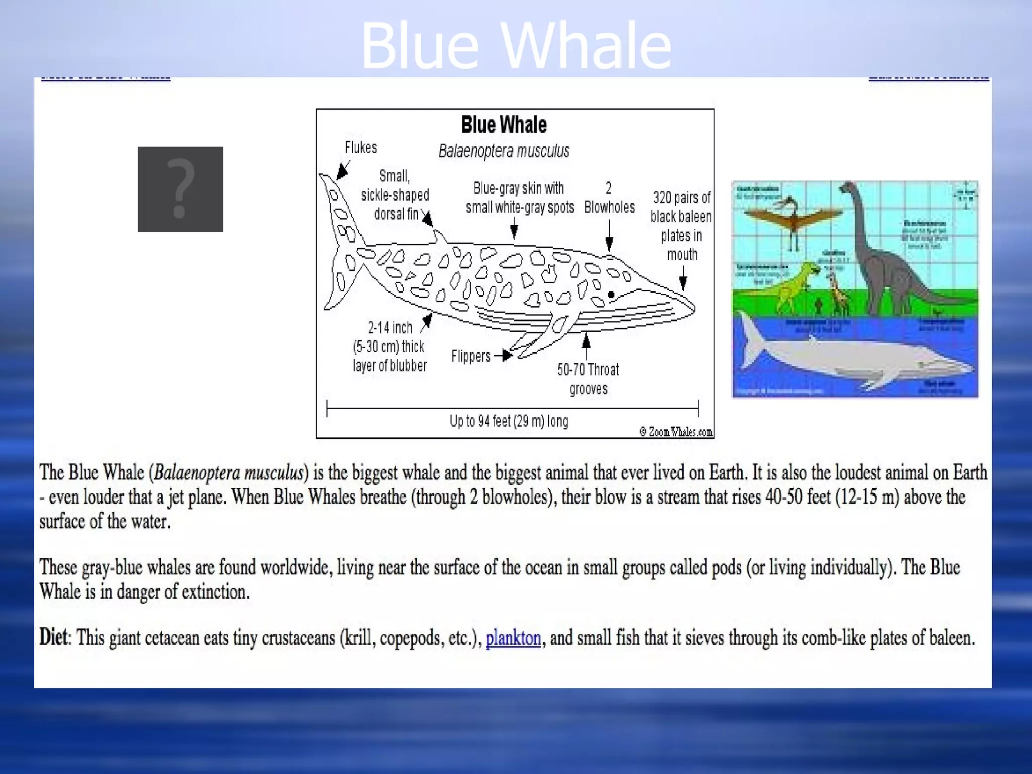 My Favorite Whale | PPT | Zoos & Aquariums | Attractions
