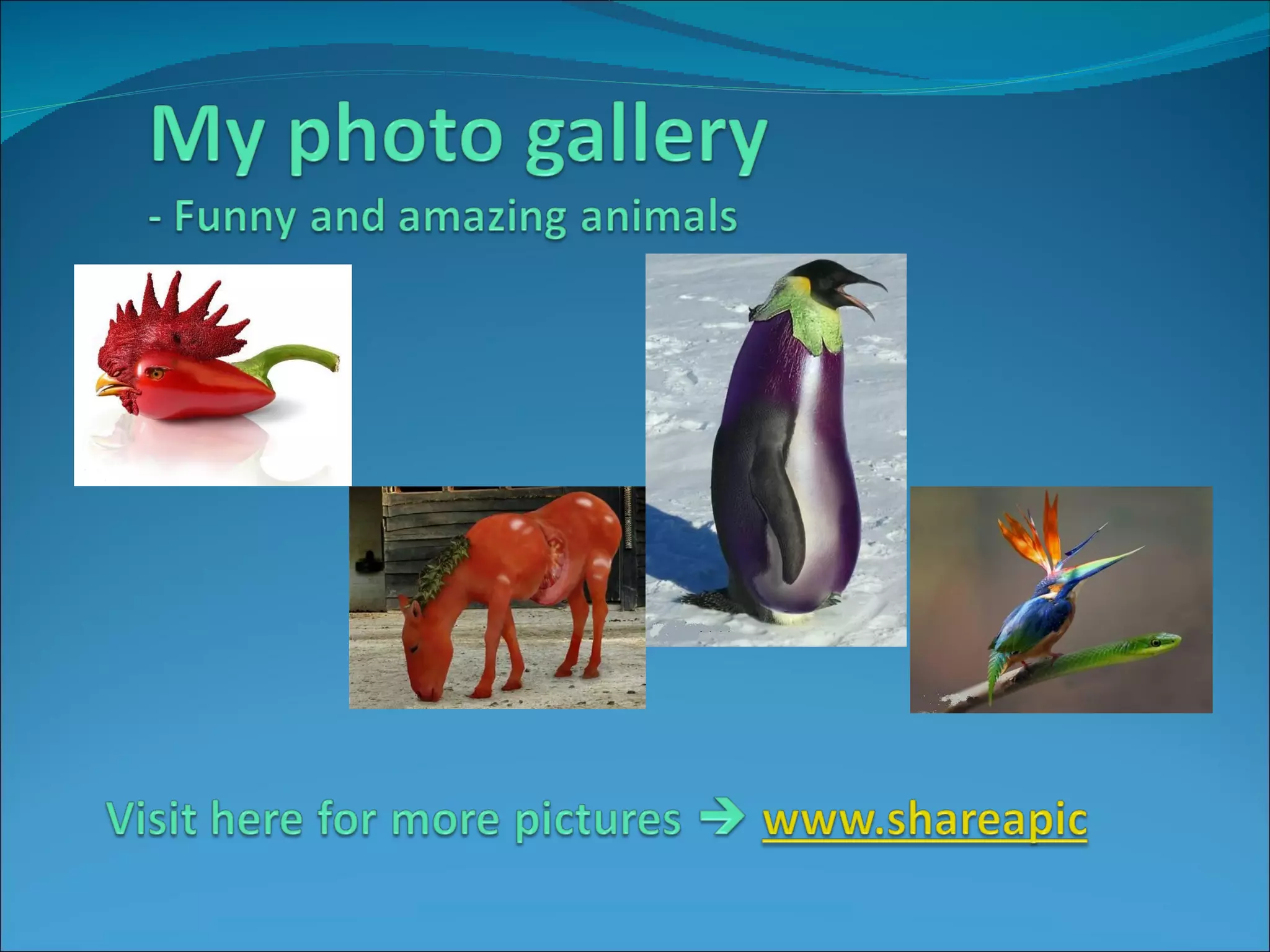 My Photo Gallery - Funny And Amazing Animals | PPT