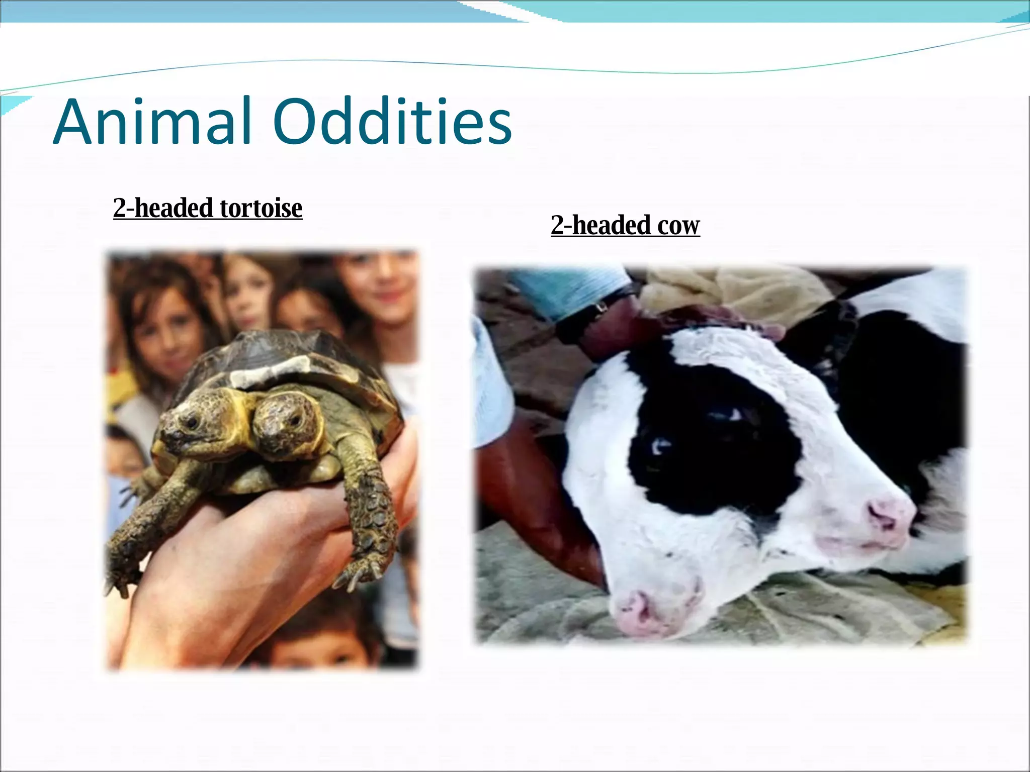 Animal Oddities | PPT