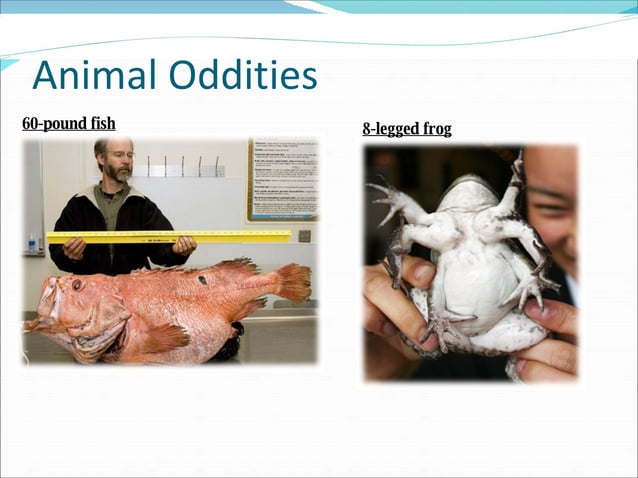 Animal Oddities | PPT