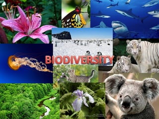 PPT OF BIODIVERSITY | PPT