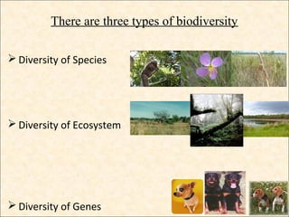 PPT OF BIODIVERSITY | PPT