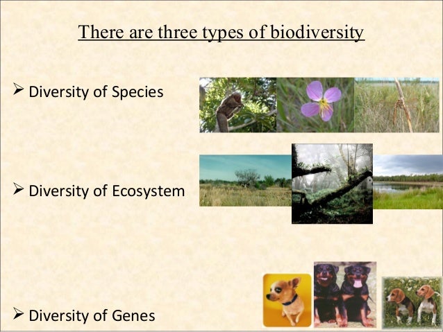 PPT OF BIODIVERSITY