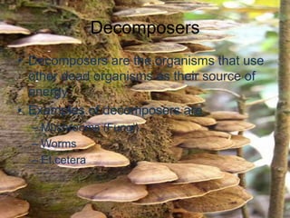 My Science Project for mr. Medina's Class | PPT