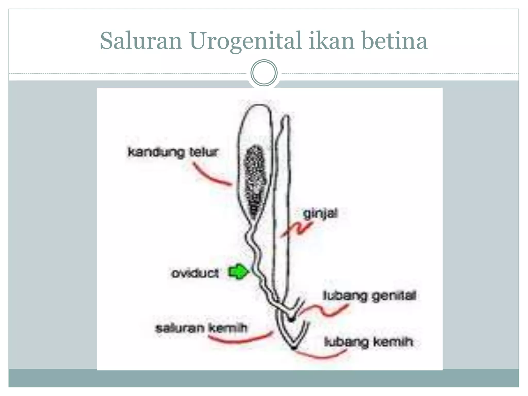 Kinerja Hormon Reproduksi ikan pada matakuliah endokrinologi ikan.pptx