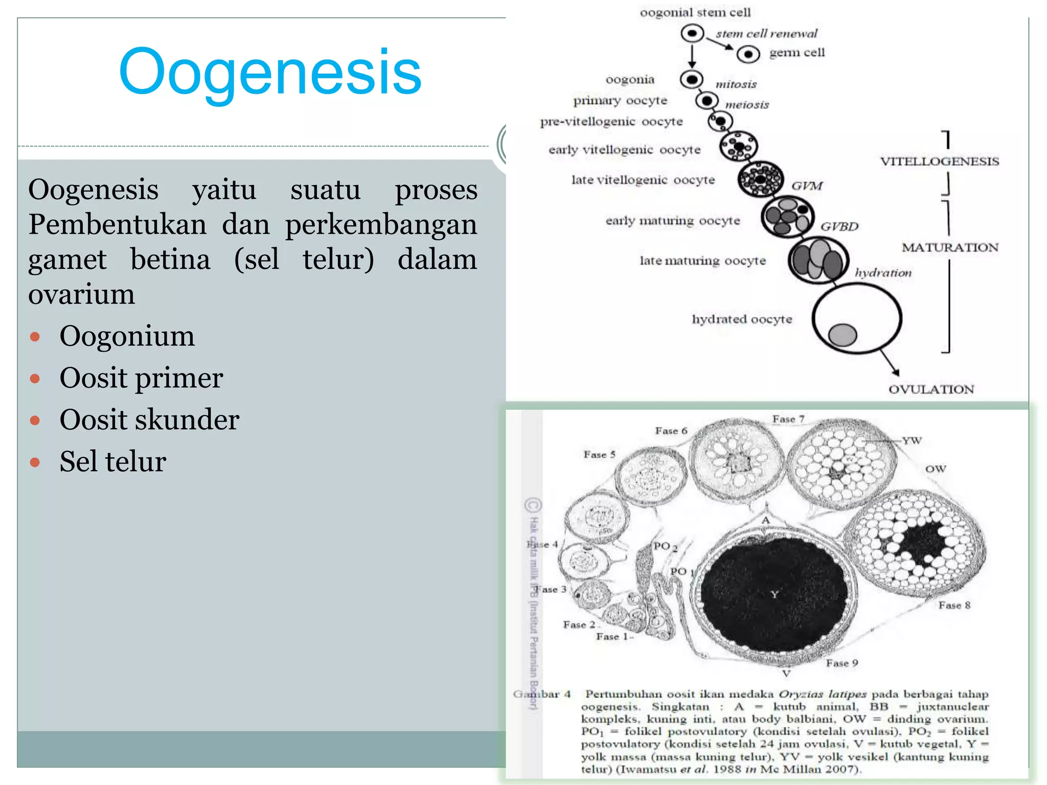 Kinerja Hormon Reproduksi ikan pada matakuliah endokrinologi ikan.pptx