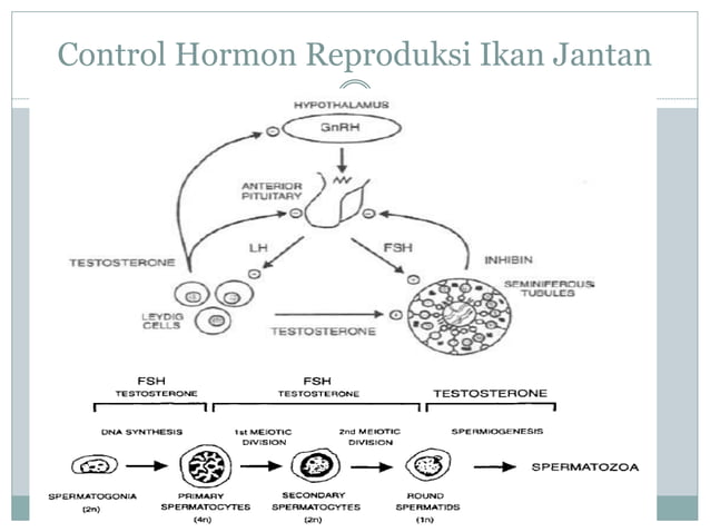 Kinerja Hormon Reproduksi ikan pada matakuliah endokrinologi ikan.pptx