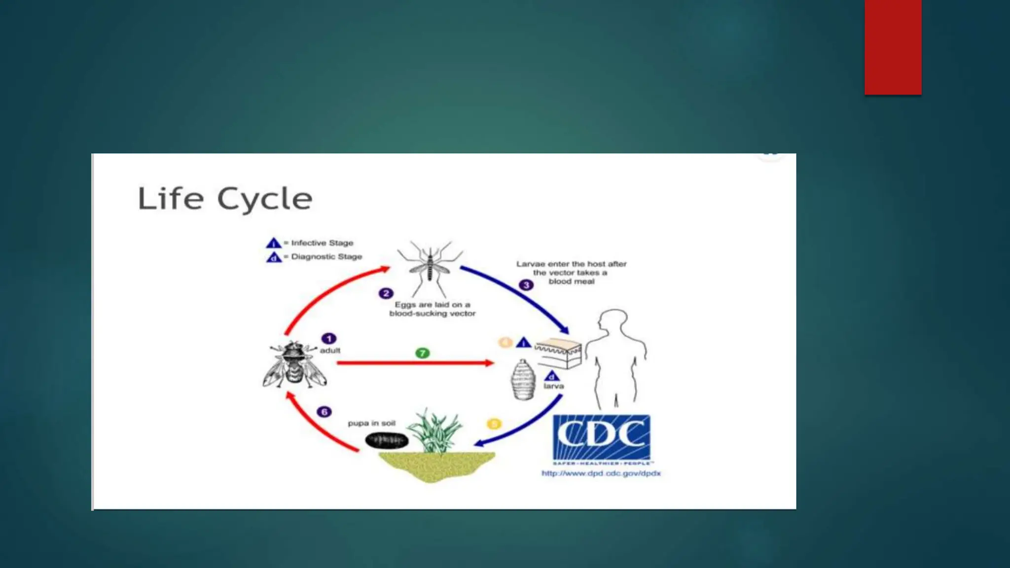 Myiasis in Ear Nose Throat and HNS .pptx