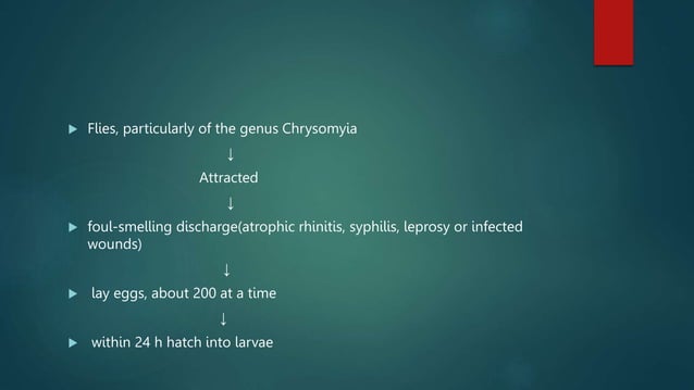 Myiasis in Ear Nose Throat and HNS .pptx