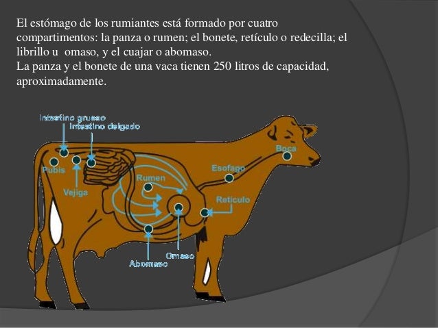Patologia: Timpanismo