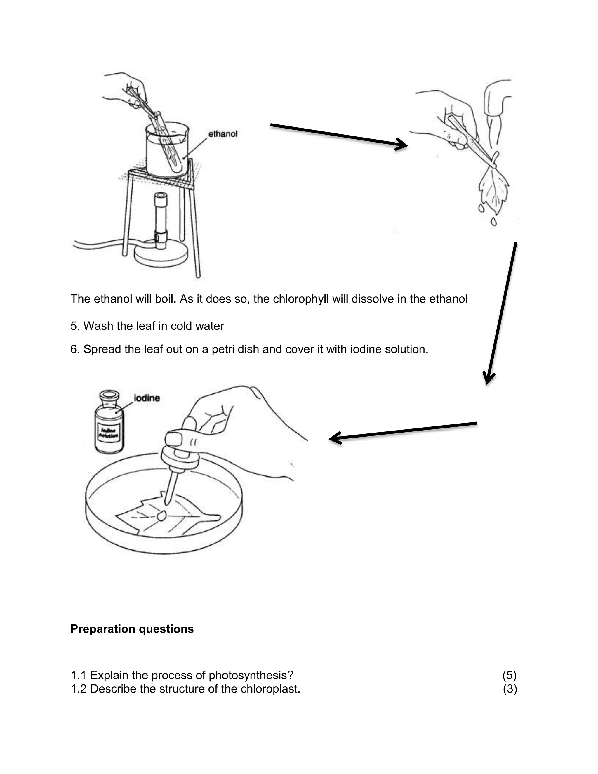 testing for starch actuvity | DOCX
