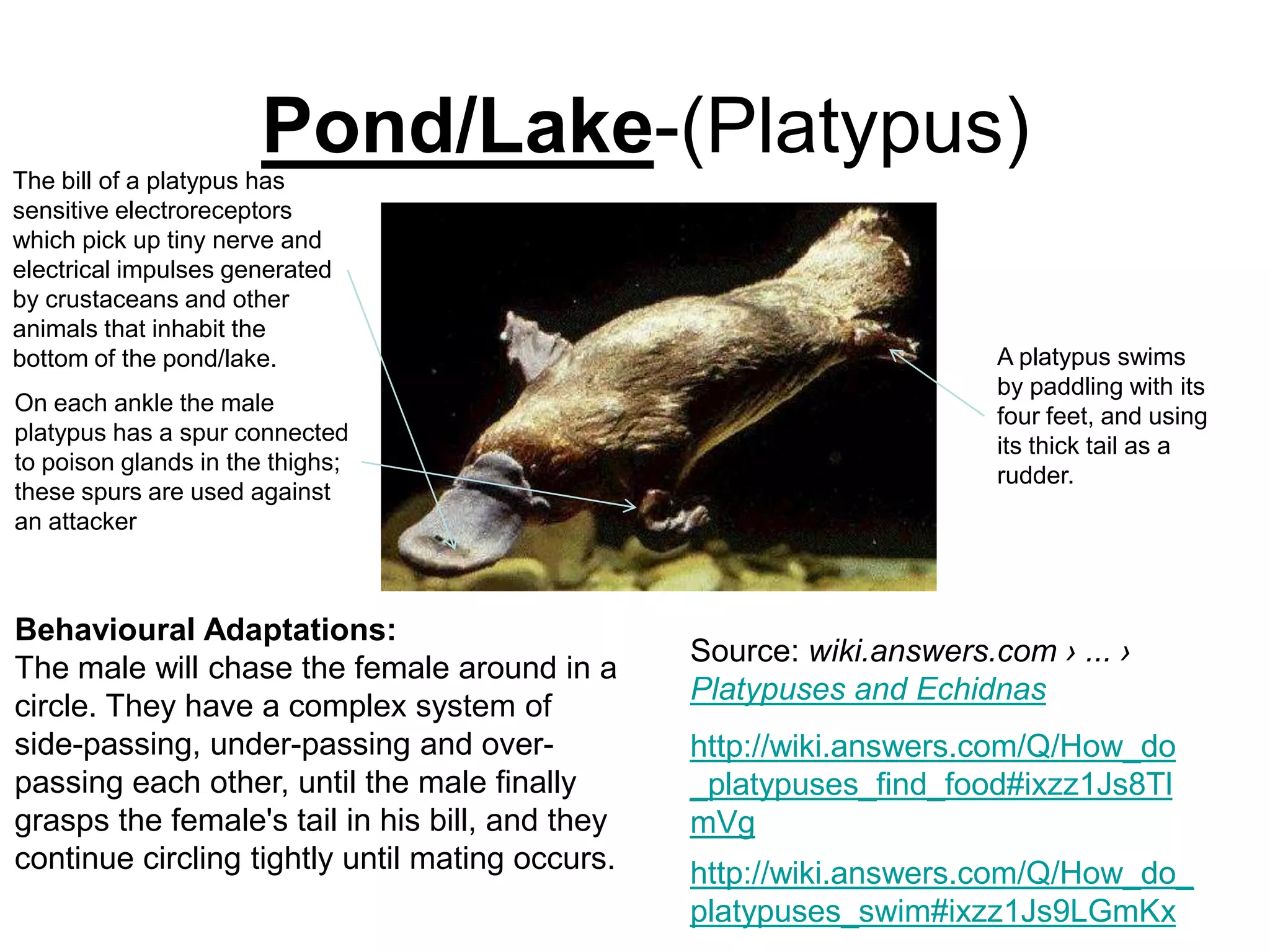 My adaptation learning | PPTX