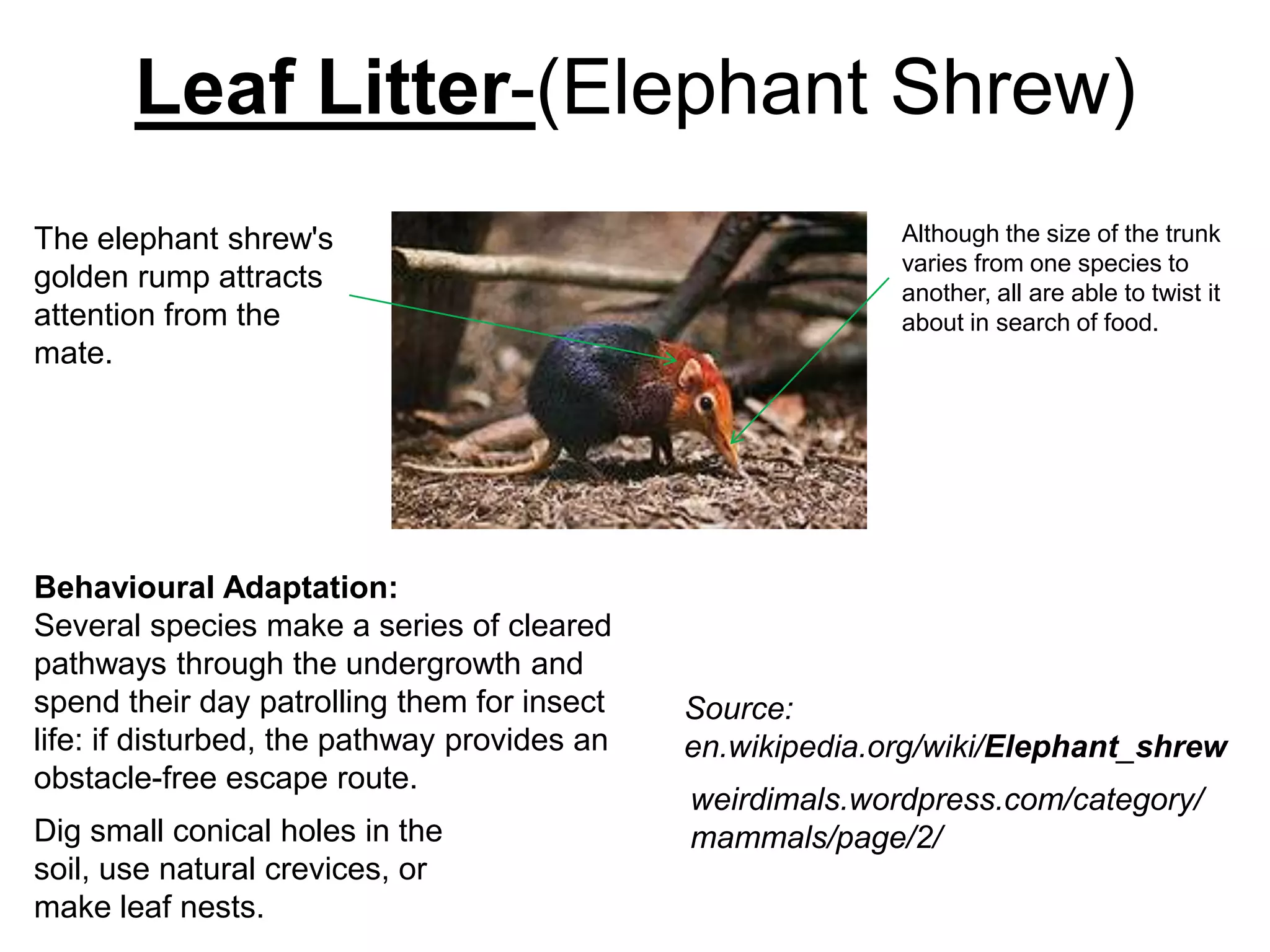 My adaptation learning | PPTX